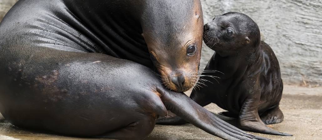 Mali morski lev rjove na Dunaju