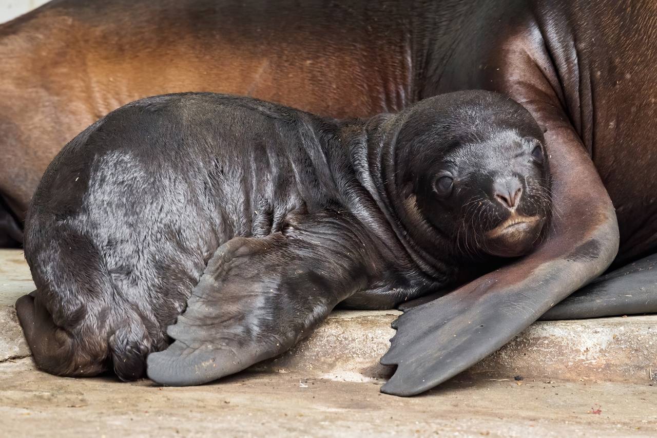 Mali morski lev rjove na Dunaju